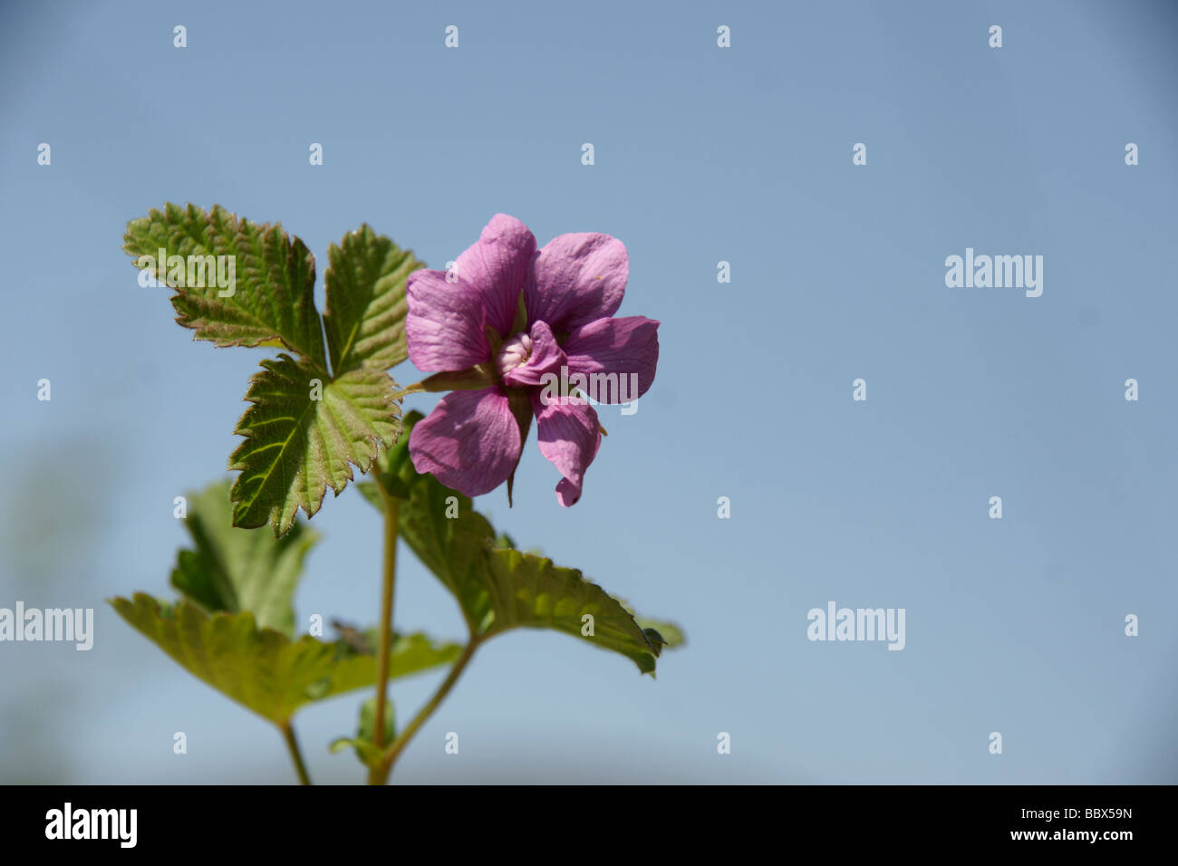 Arctic raspberry - Rubus arcticus Stock Photo - Alamy