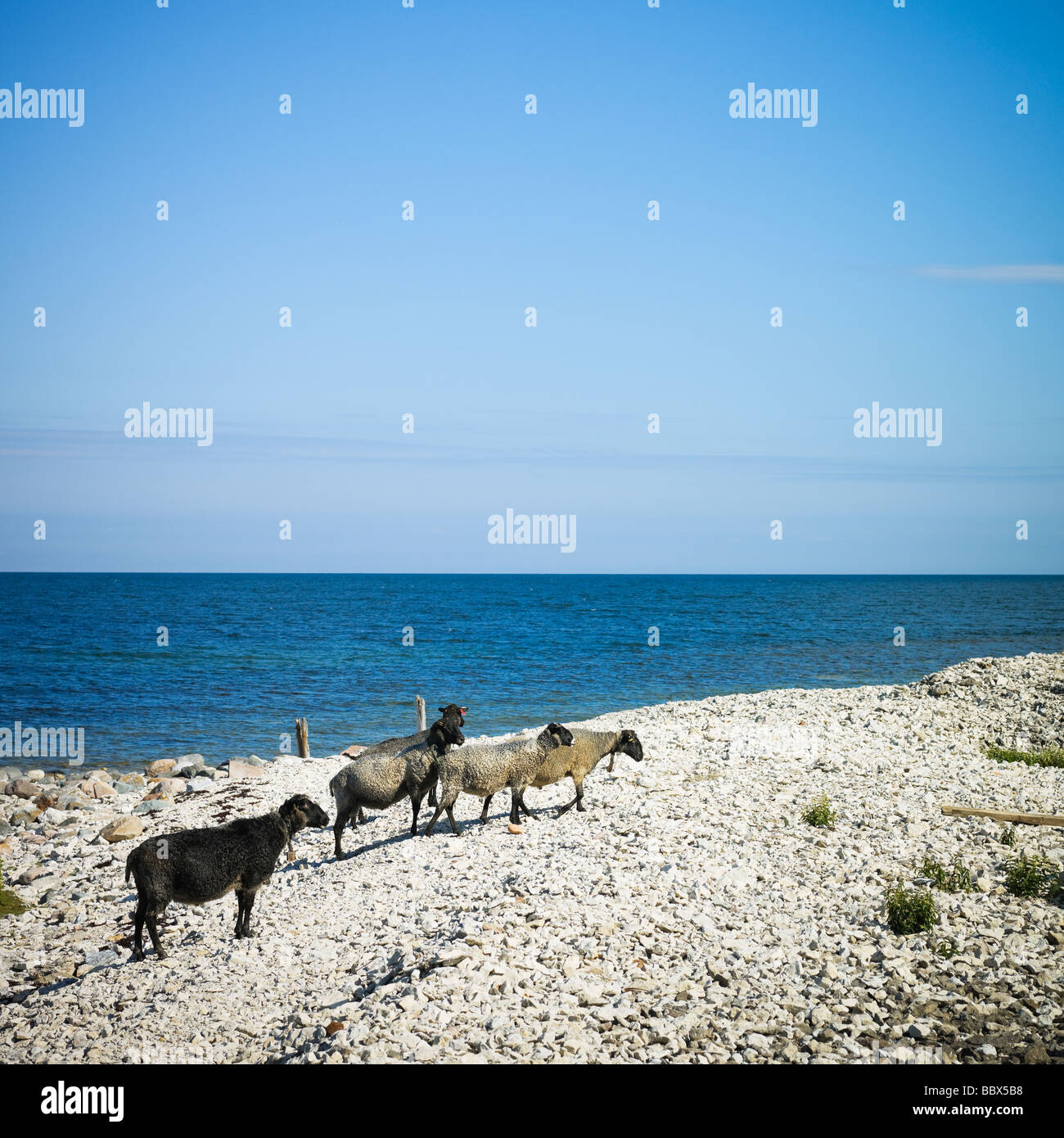 Pebble beach of gotland hi-res stock photography and images - Alamy