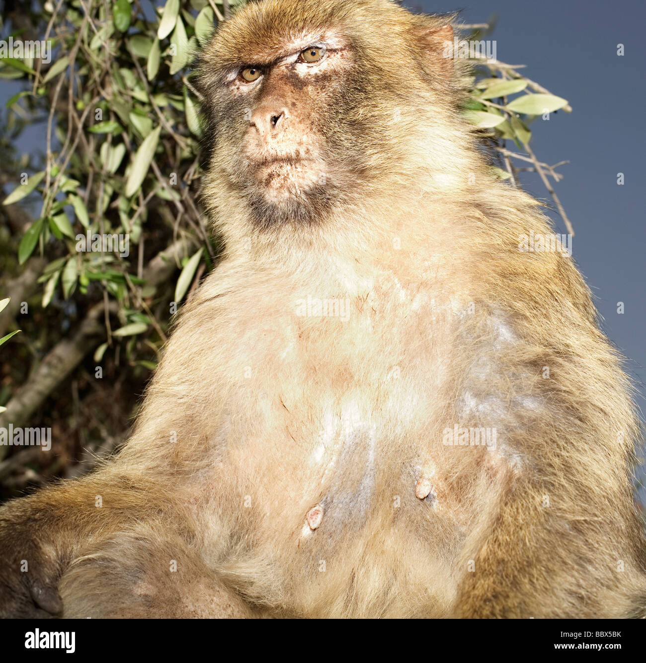 Macaque confidence hi-res stock photography and images - Alamy