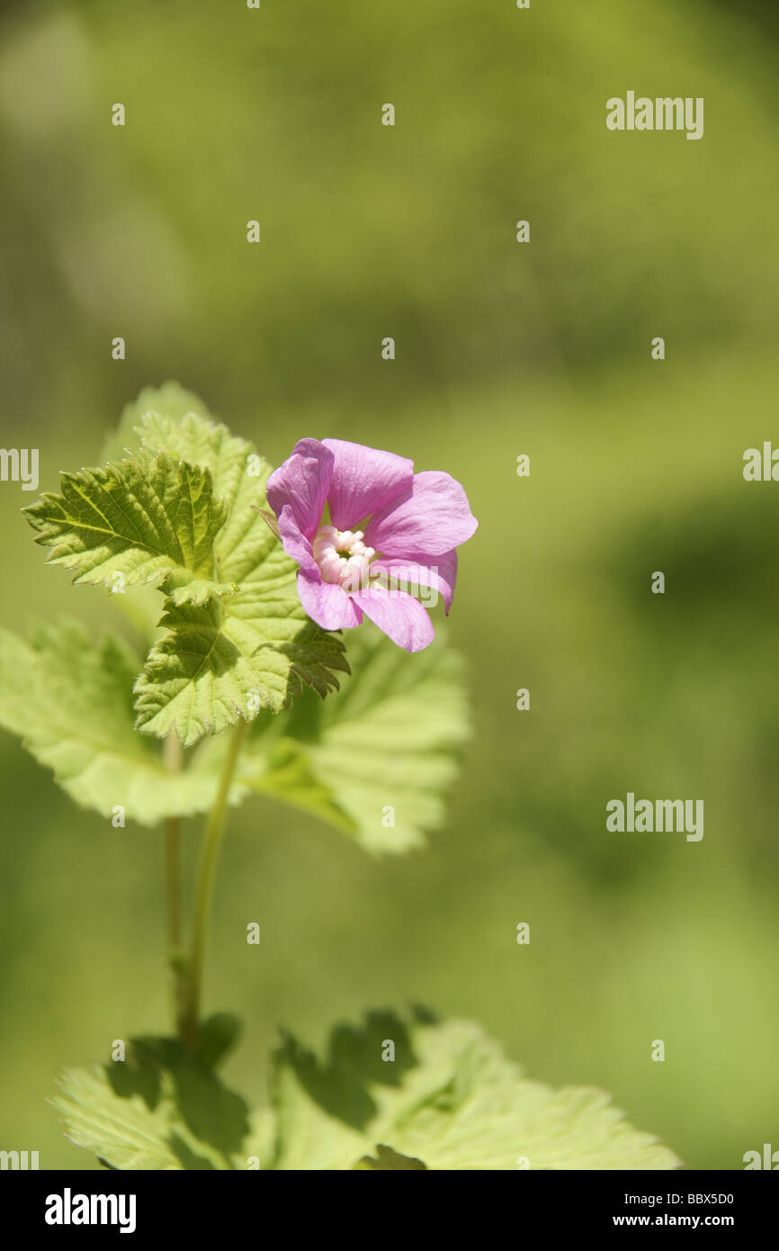 Arctic raspberry - Rubus arcticus Stock Photo - Alamy