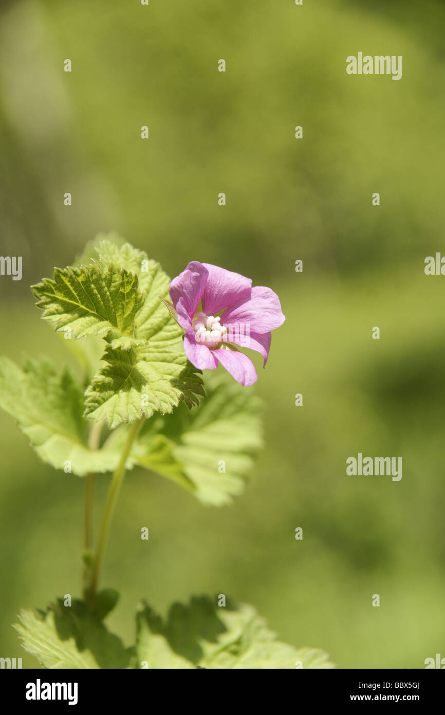 Arctic raspberry - Rubus arcticus Stock Photo - Alamy