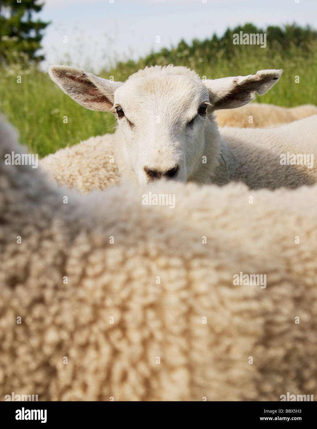 White horde hi-res stock photography and images - Alamy