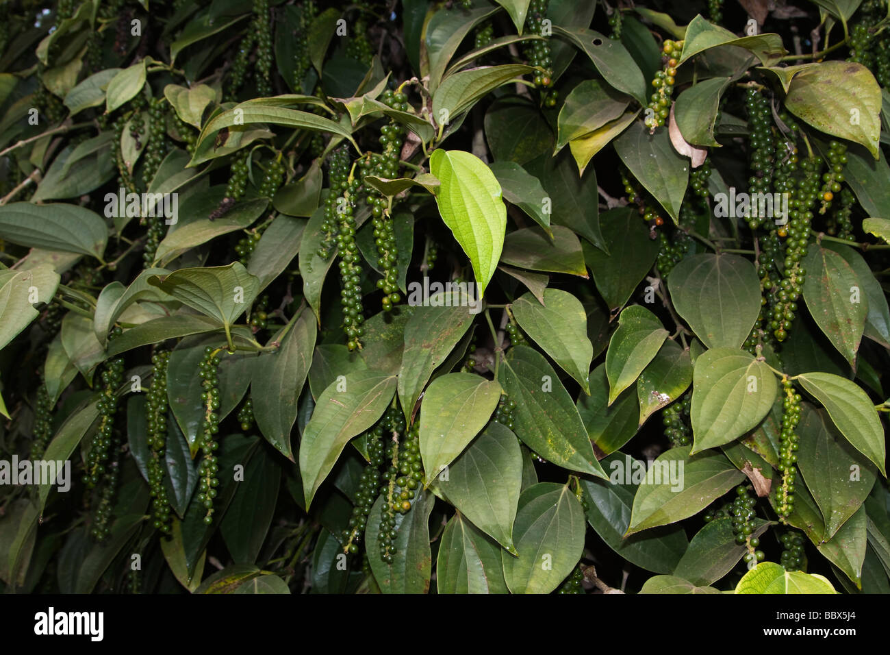 Kerala spice plantation hi-res stock photography and images - Alamy