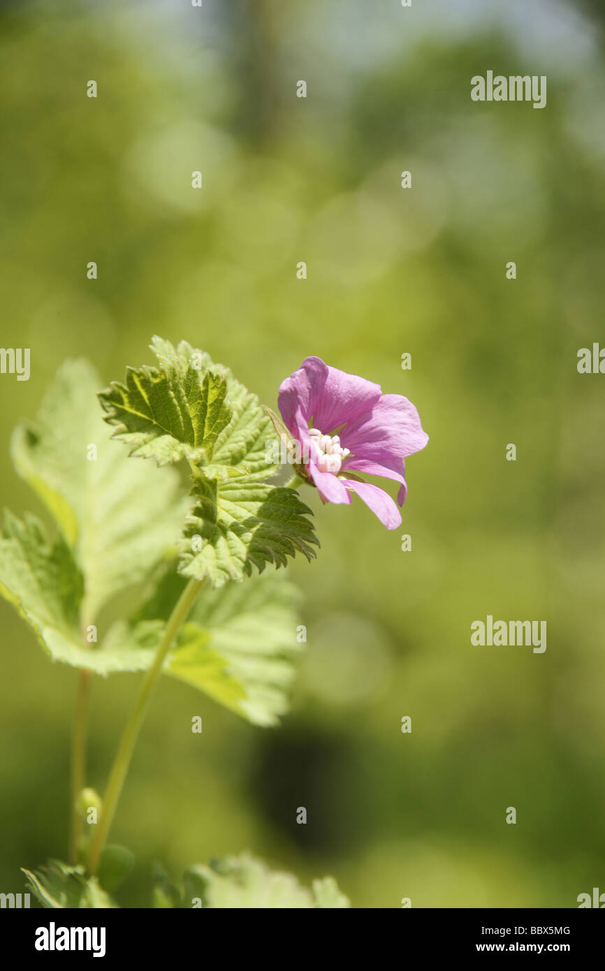 Arctic raspberry - Rubus arcticus Stock Photo - Alamy