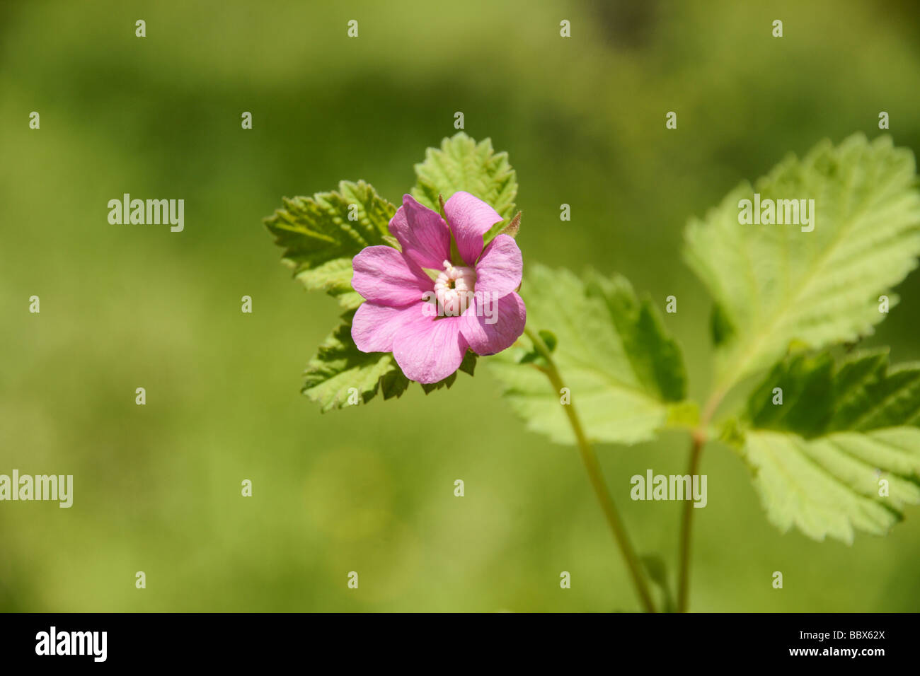 Arctic raspberry - Rubus arcticus Stock Photo - Alamy