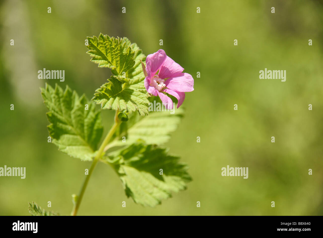 Arctic raspberry - Rubus arcticus Stock Photo - Alamy