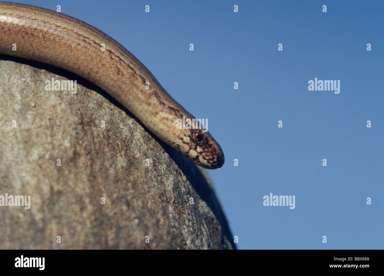 Creeping snakes hi-res stock photography and images - Alamy