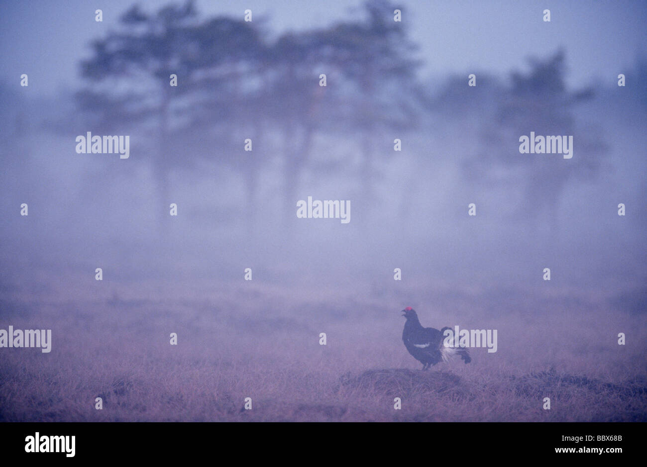 Birds standing in trees hi-res stock photography and images - Alamy