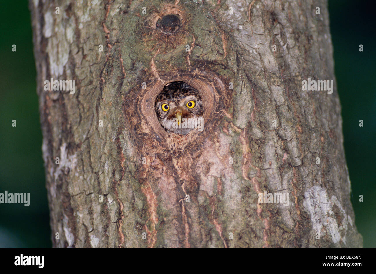 Owl hole tree hiding hi-res stock photography and images - Alamy