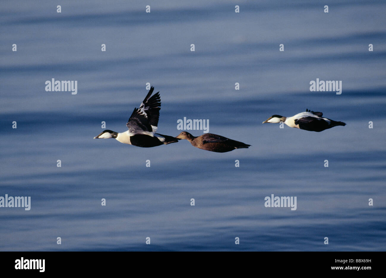 Birds flying above water Stock Photo - Alamy