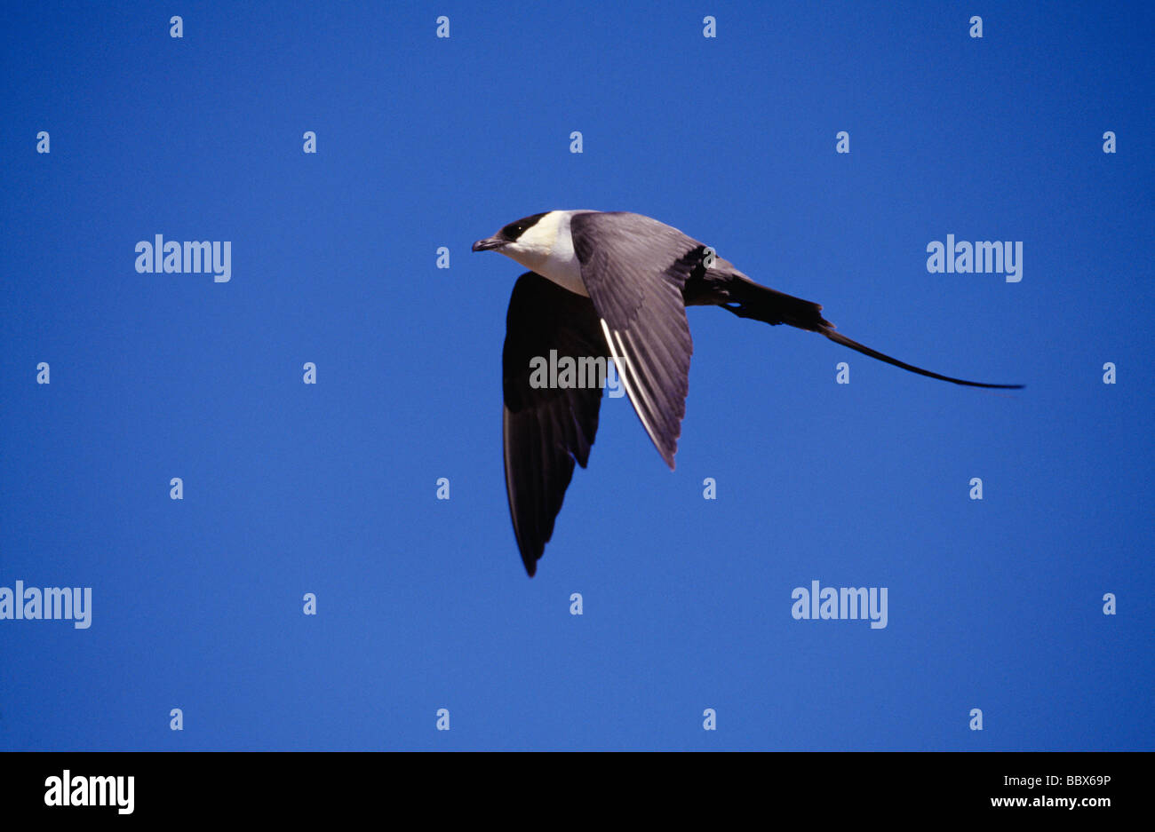 Bird flying in blue sky Stock Photo - Alamy