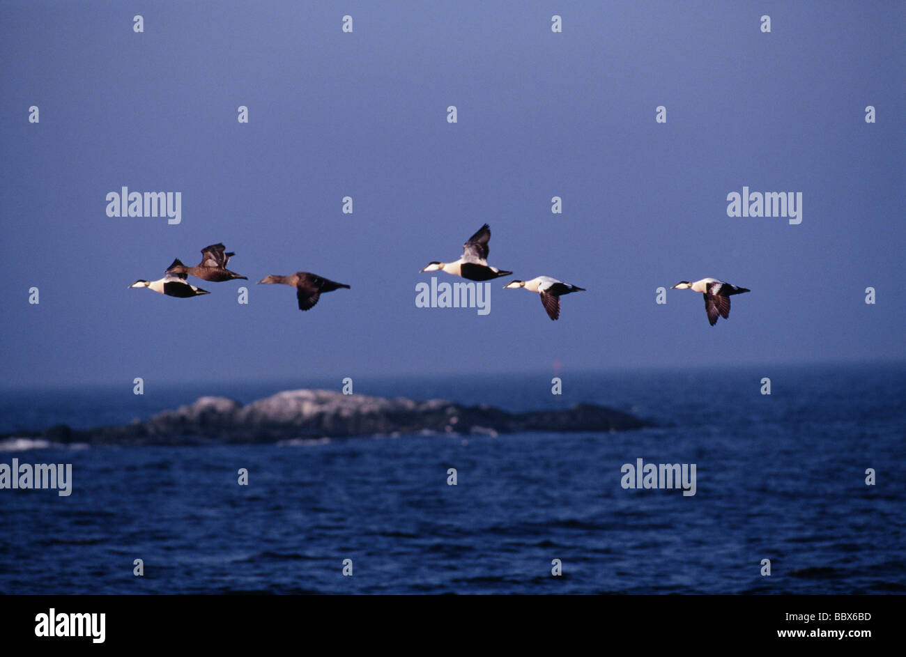 Birds flying above sea Stock Photo - Alamy