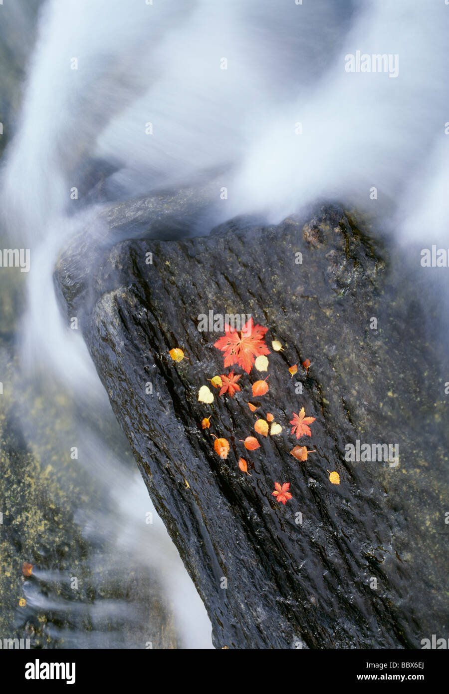 Log leaves hi-res stock photography and images - Alamy