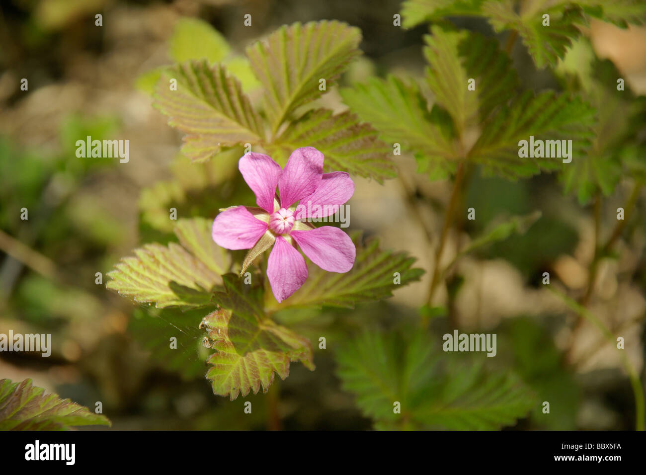 Arctic raspberry rubus arcticus hi-res stock photography and images - Alamy