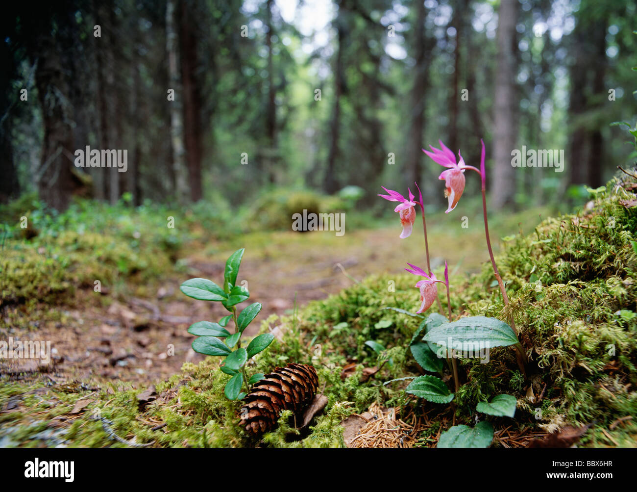 Flowers in forest Stock Photo - Alamy