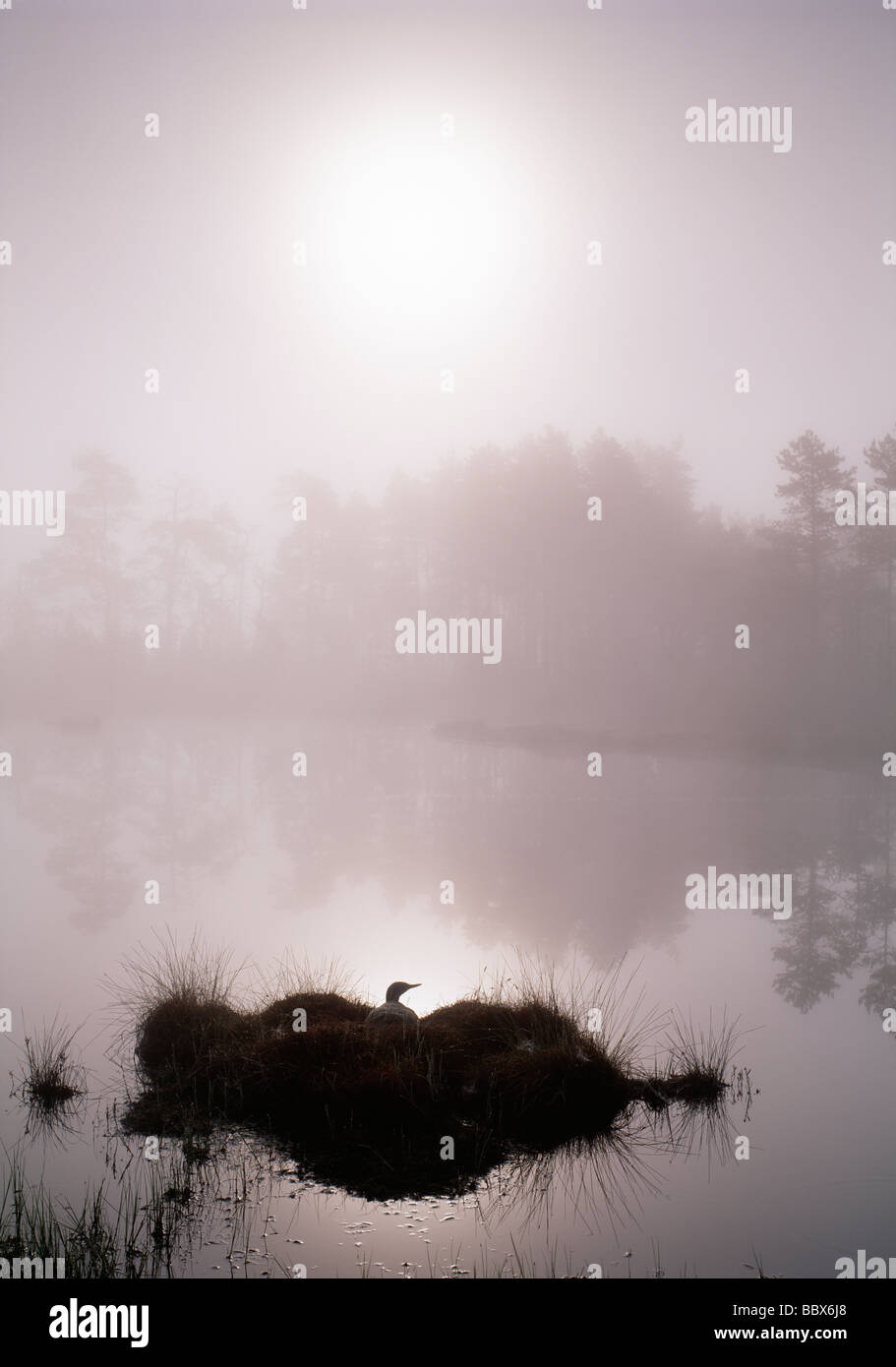 Bird on grass amidst water with mist Stock Photo - Alamy