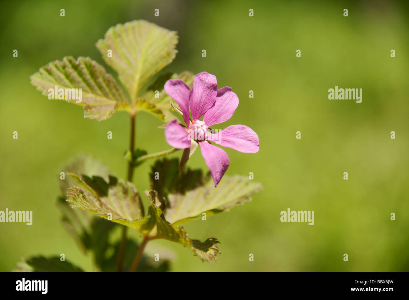 Arctic raspberry - Rubus arcticus Stock Photo - Alamy
