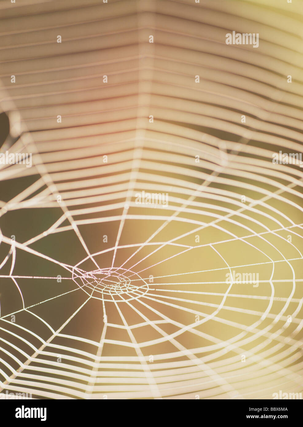 Spider web close-up Stock Photo - Alamy