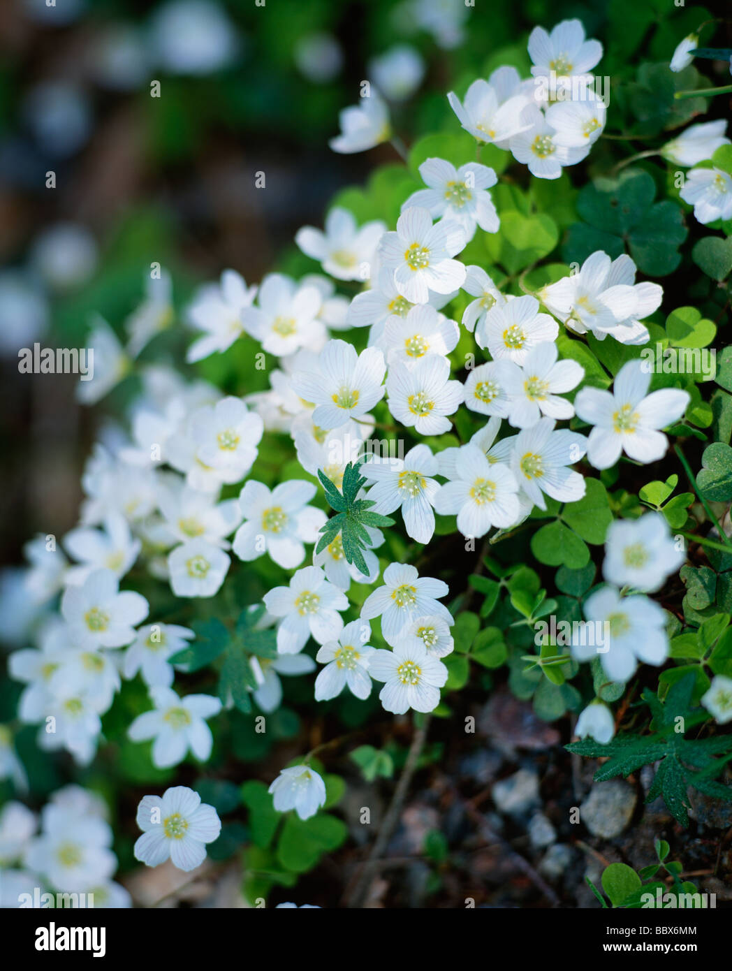 White flowers close-up Stock Photo - Alamy