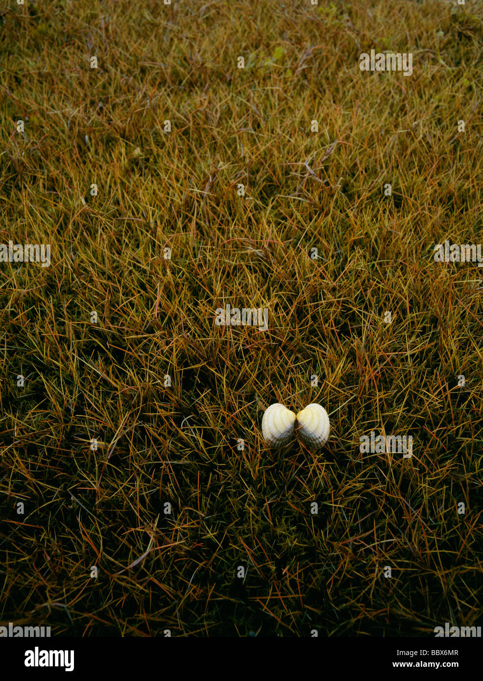 Oval shells hi-res stock photography and images - Alamy