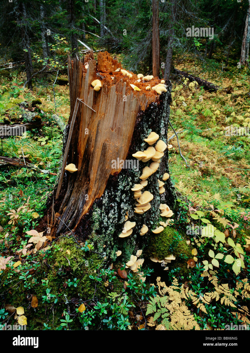 Large tree fungi on deadwood hi-res stock photography and images - Alamy