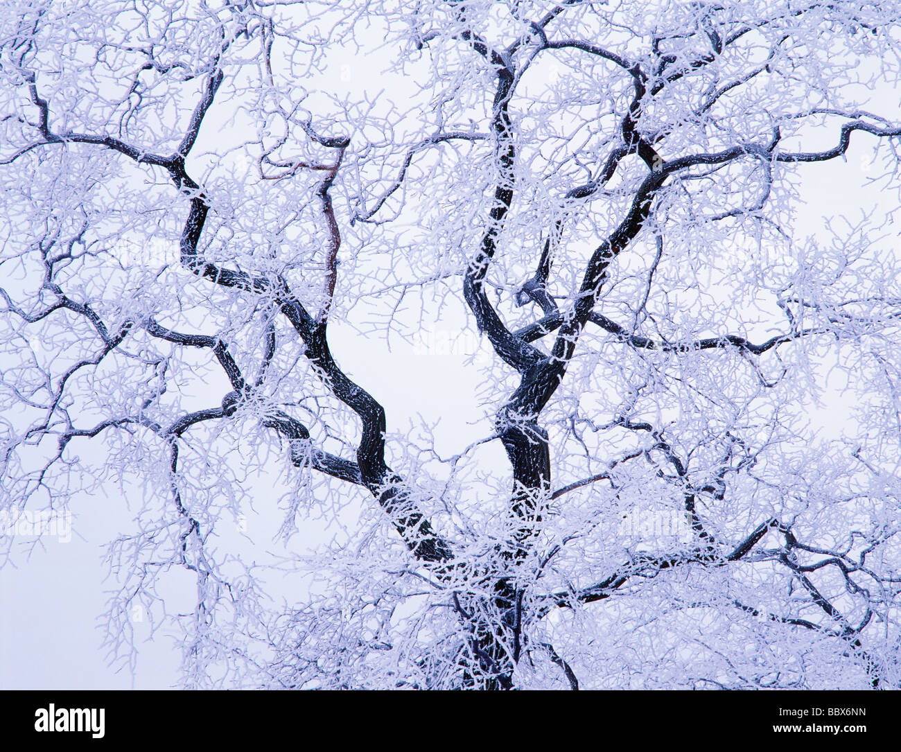 Snow-covered tree close-up Stock Photo - Alamy