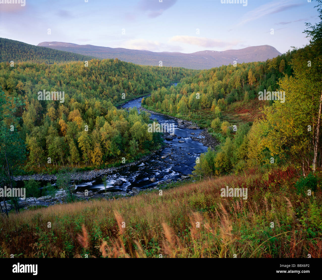 River through dense forest Stock Photo - Alamy