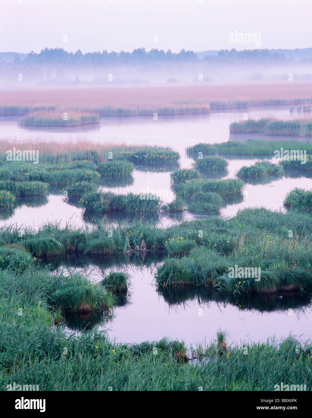Fog foggy marshland marshes hi-res stock photography and images - Alamy