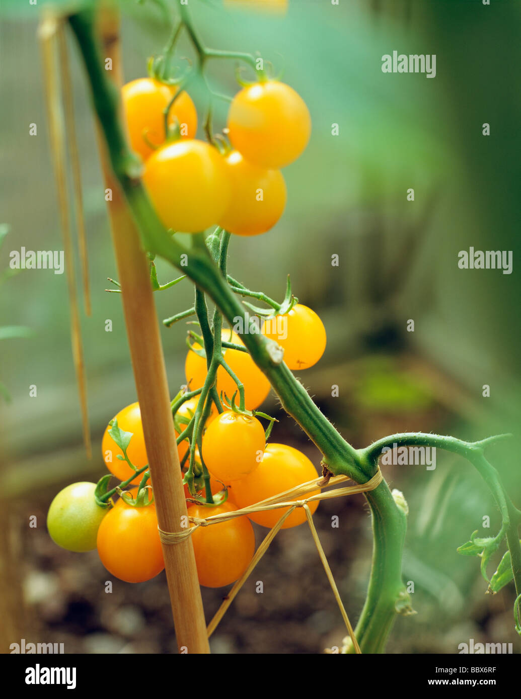 Hang up tomatoes hi-res stock photography and images - Alamy