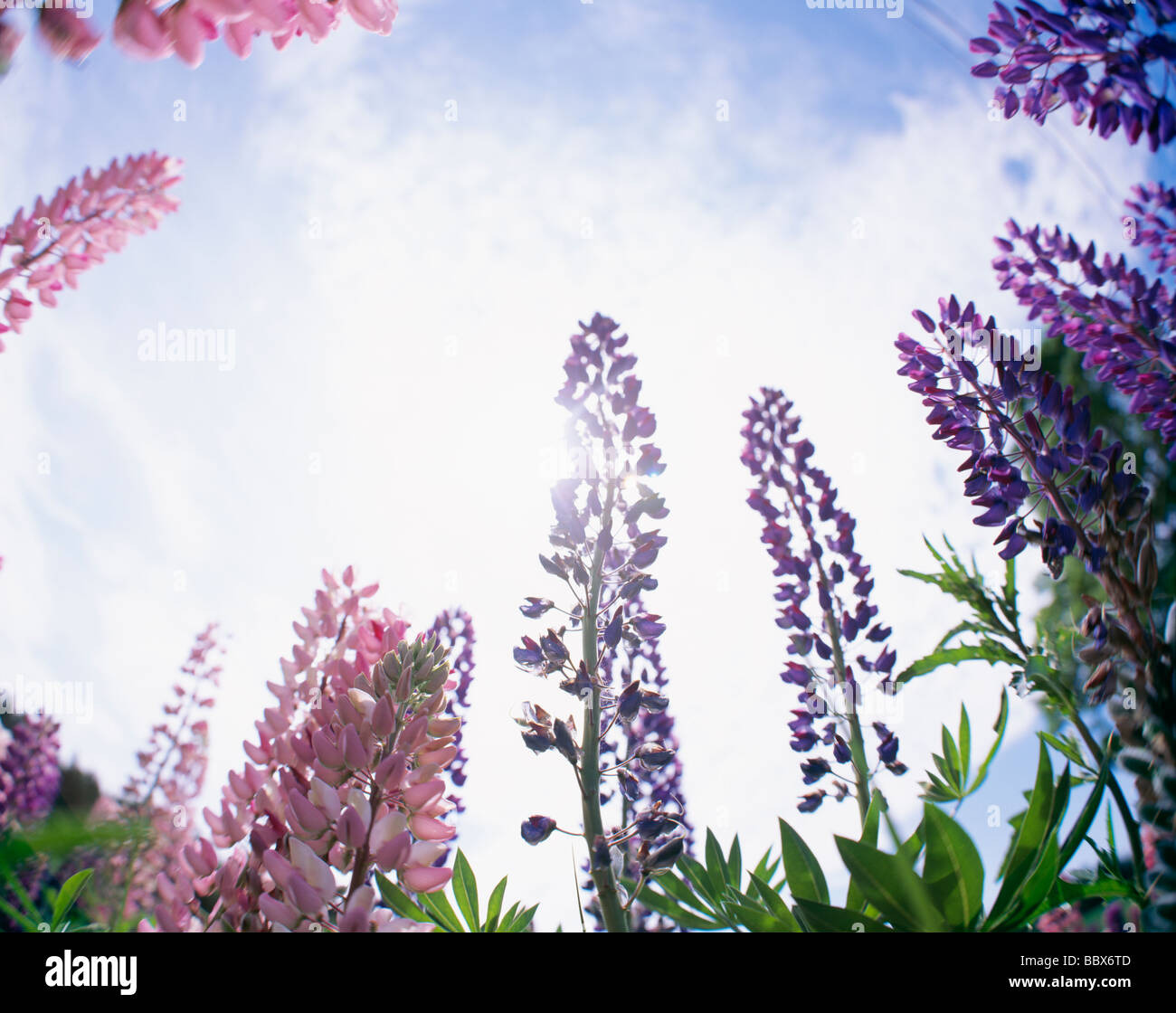 Flowers low angle view Stock Photo - Alamy