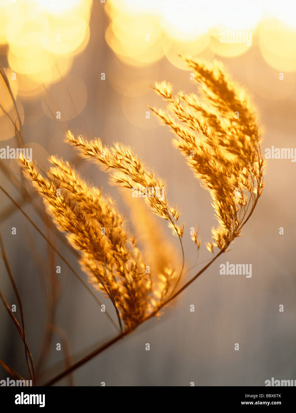 Wheat grain close-up Stock Photo - Alamy
