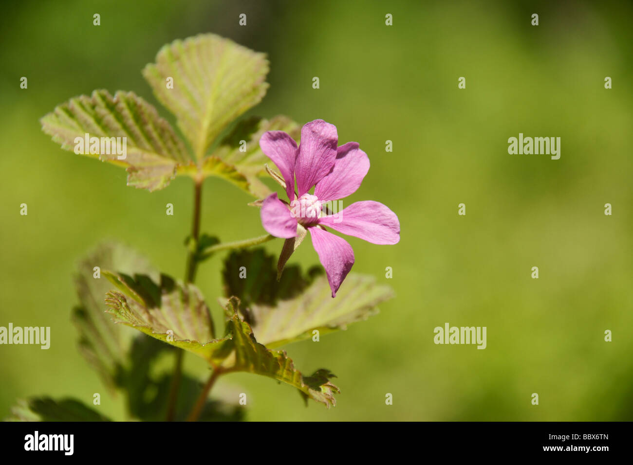 Arctic raspberry - Rubus arcticus Stock Photo - Alamy