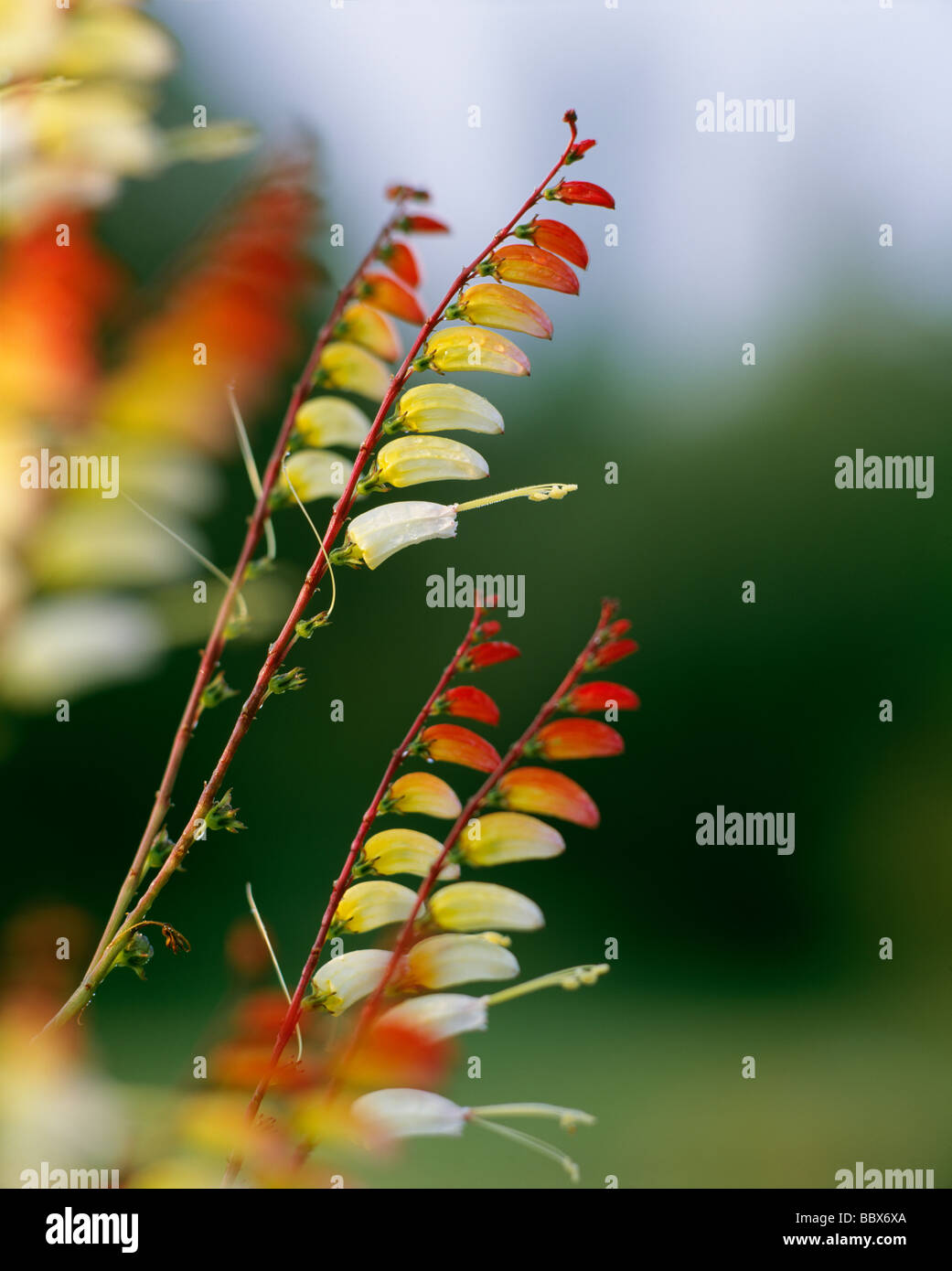 Flowers on stem Stock Photo - Alamy