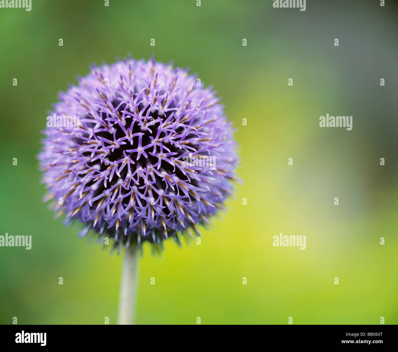 Circular flower blossom Stock Photo - Alamy