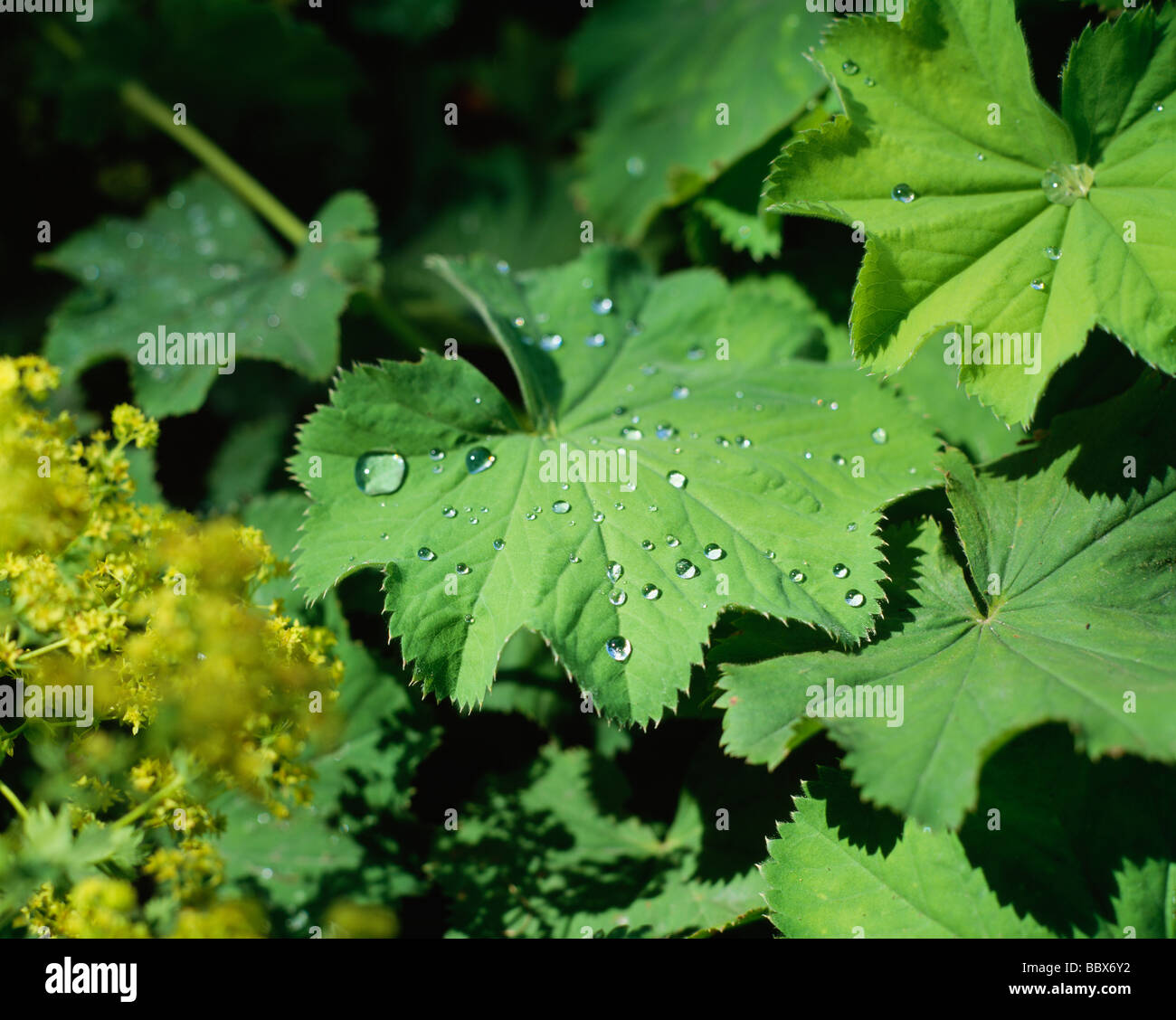 Wetting Leaves High Resolution Stock Photography and Images - Alamy