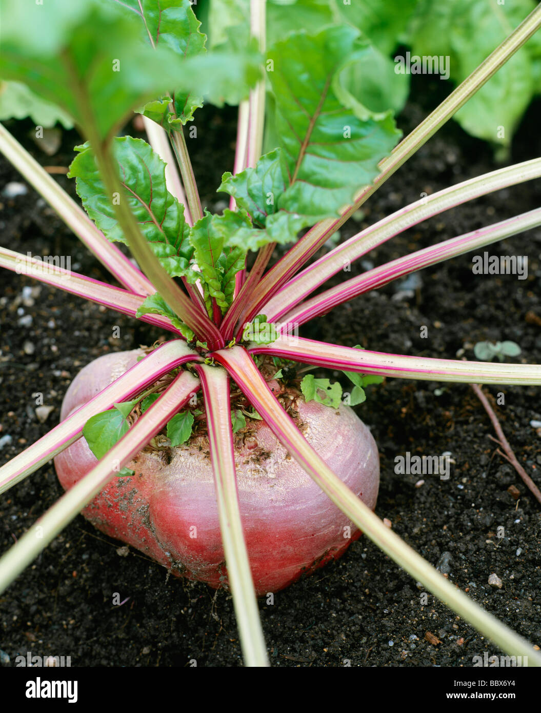 Rooted stems hi-res stock photography and images - Alamy