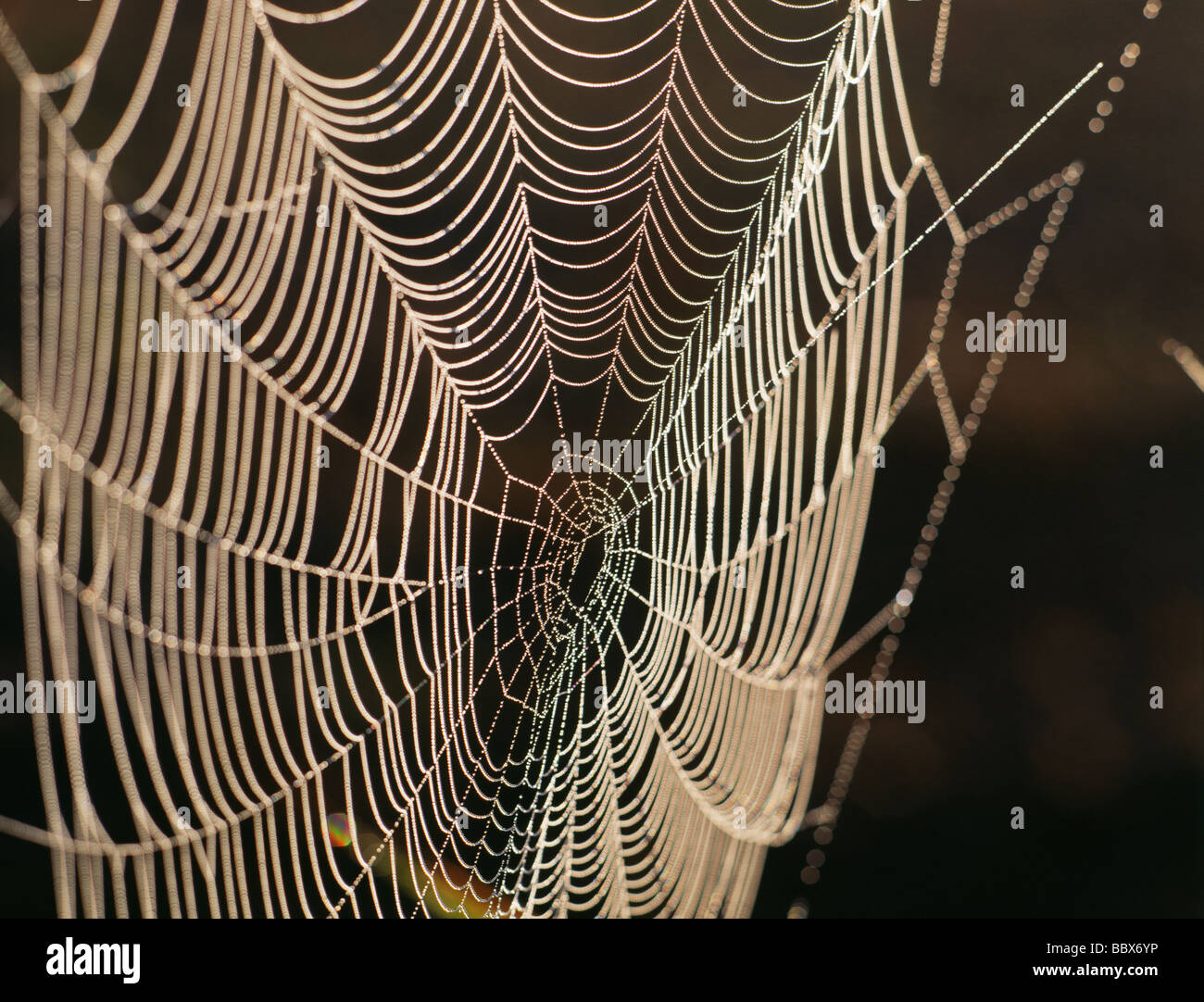 Spider web close-up Stock Photo - Alamy