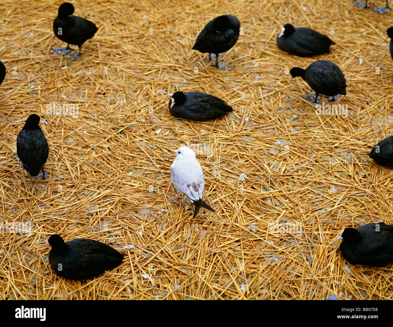Hay birds hi-res stock photography and images - Alamy