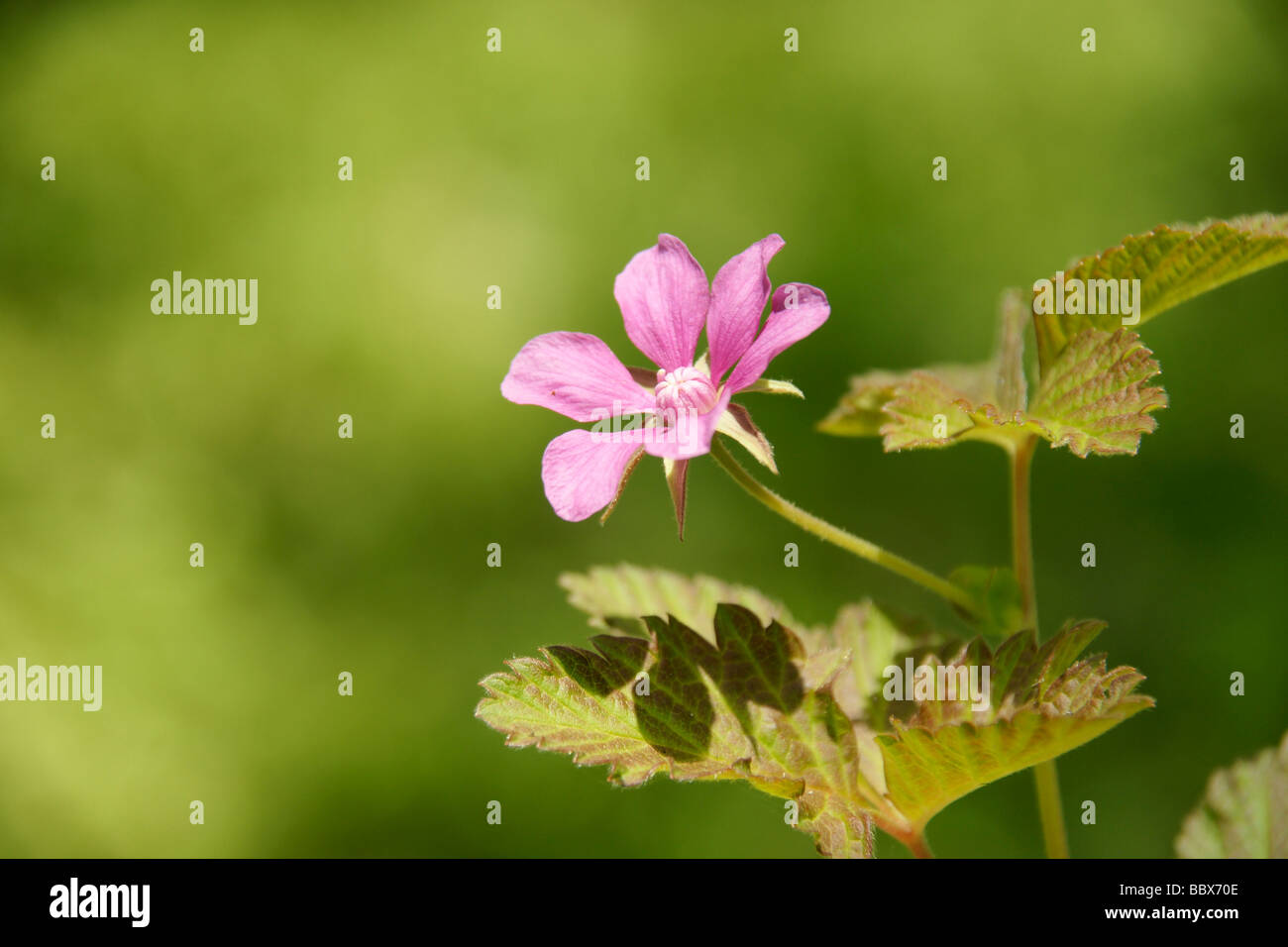 Arctic raspberry - Rubus arcticus Stock Photo - Alamy