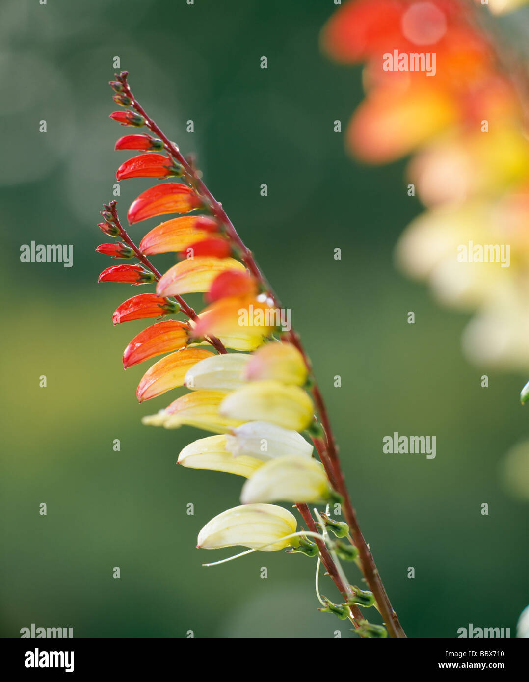 Flowers on stem Stock Photo - Alamy