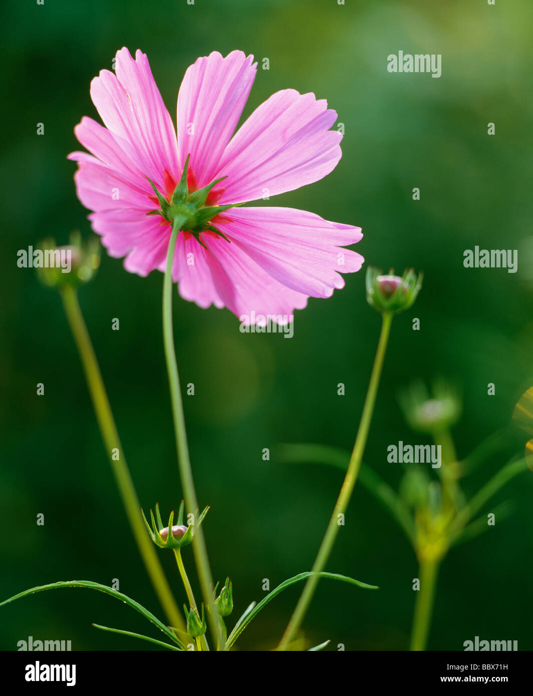 Pink flower close-up Stock Photo - Alamy