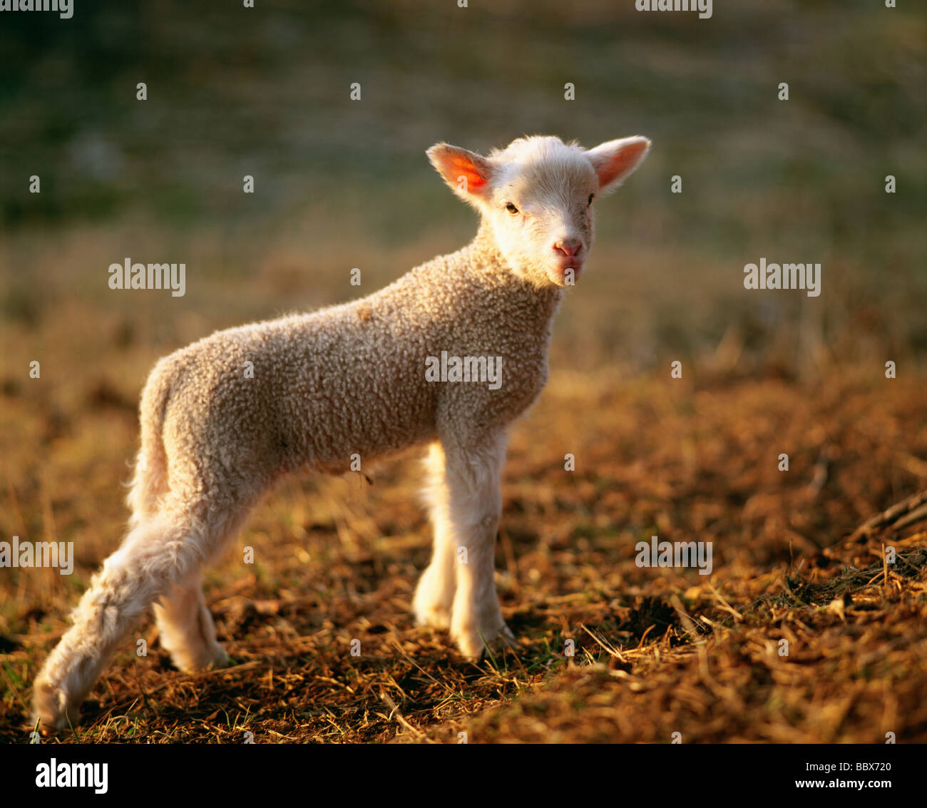 Angry lamb hi-res stock photography and images - Alamy