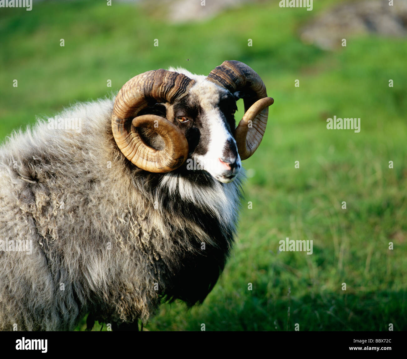 Ram n hi-res stock photography and images - Alamy