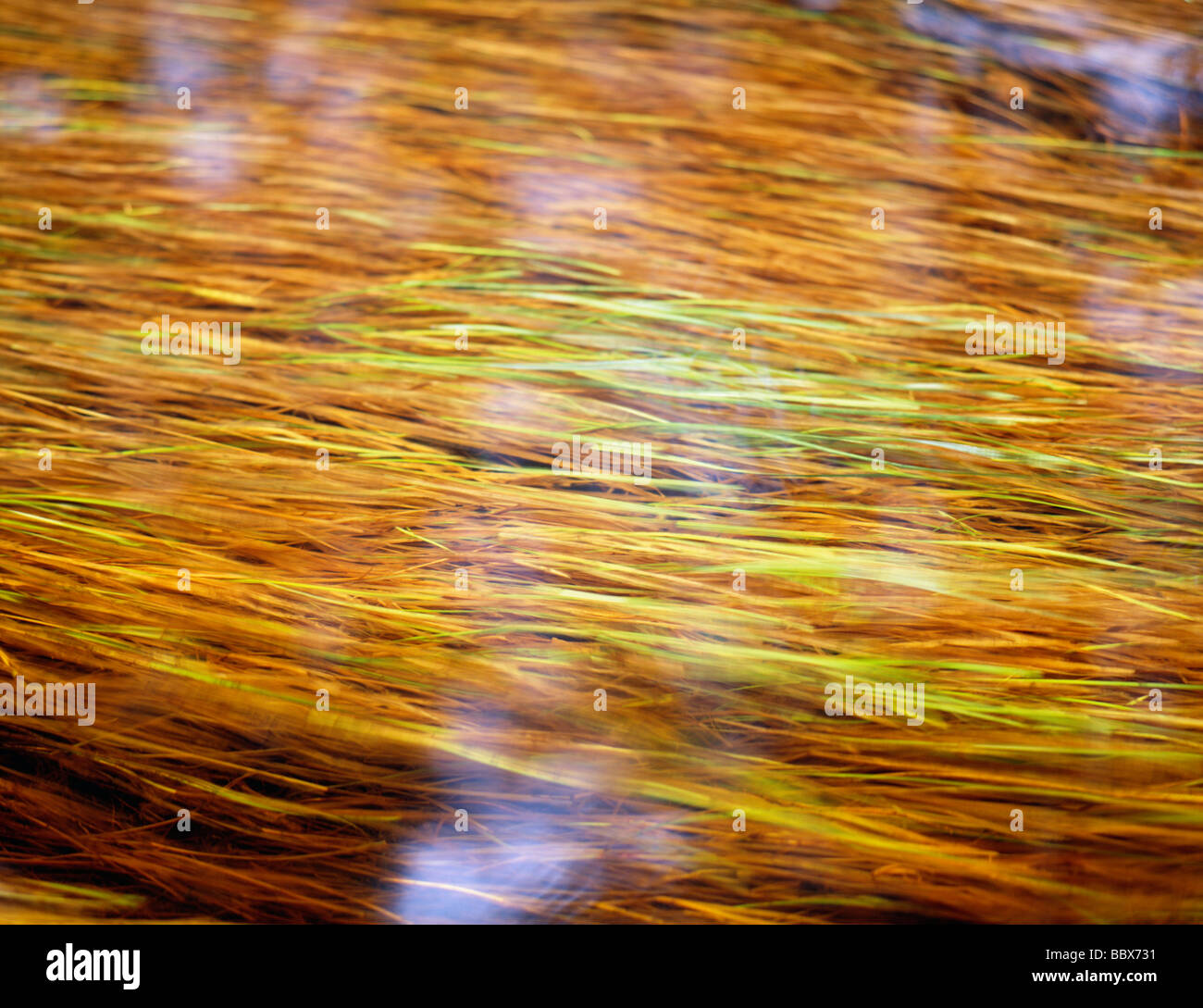 Dried hays hi-res stock photography and images - Alamy