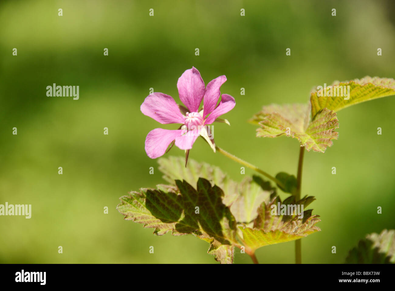 Arctic raspberry - Rubus arcticus Stock Photo - Alamy
