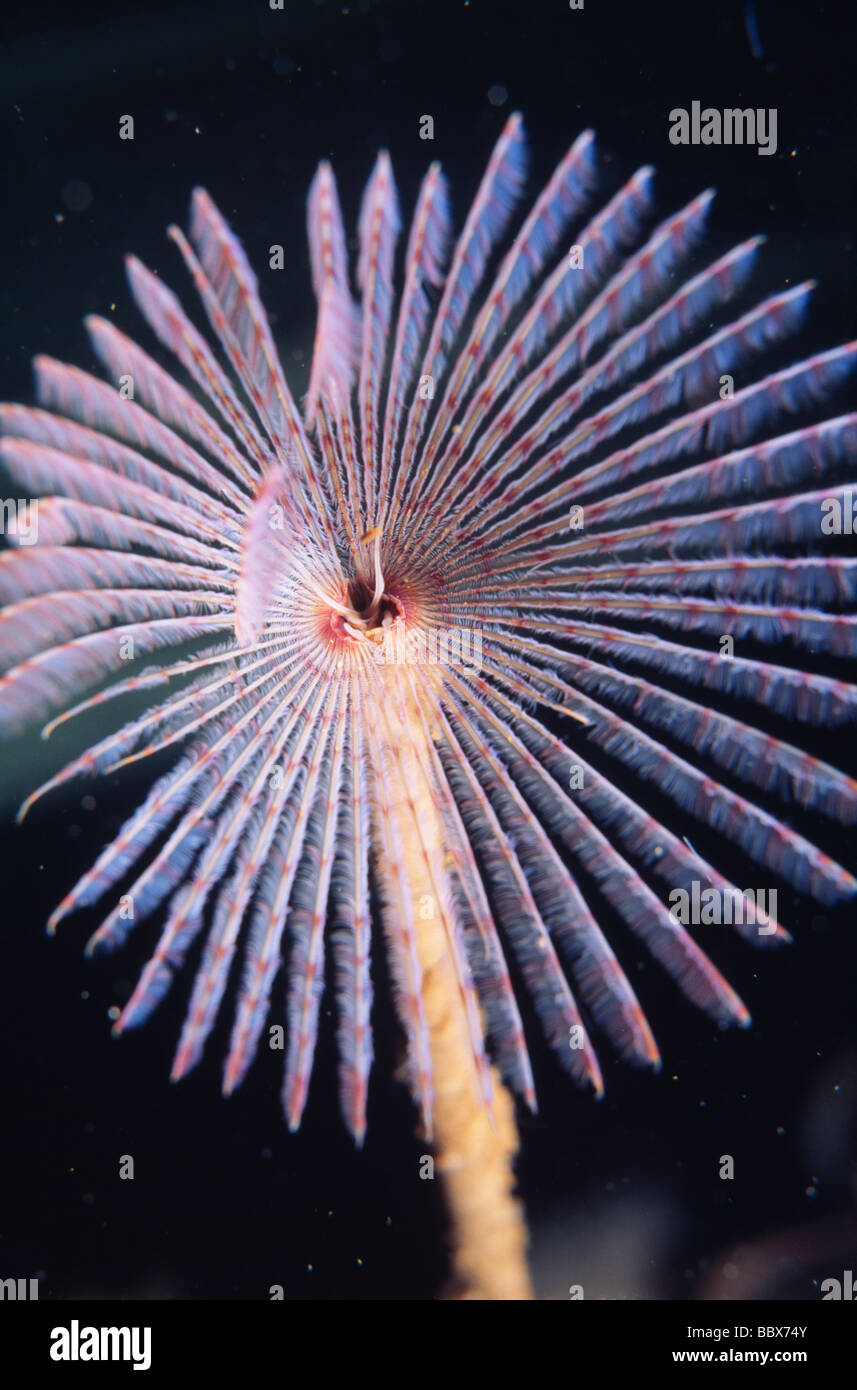 Gossamer worm hi-res stock photography and images - Alamy