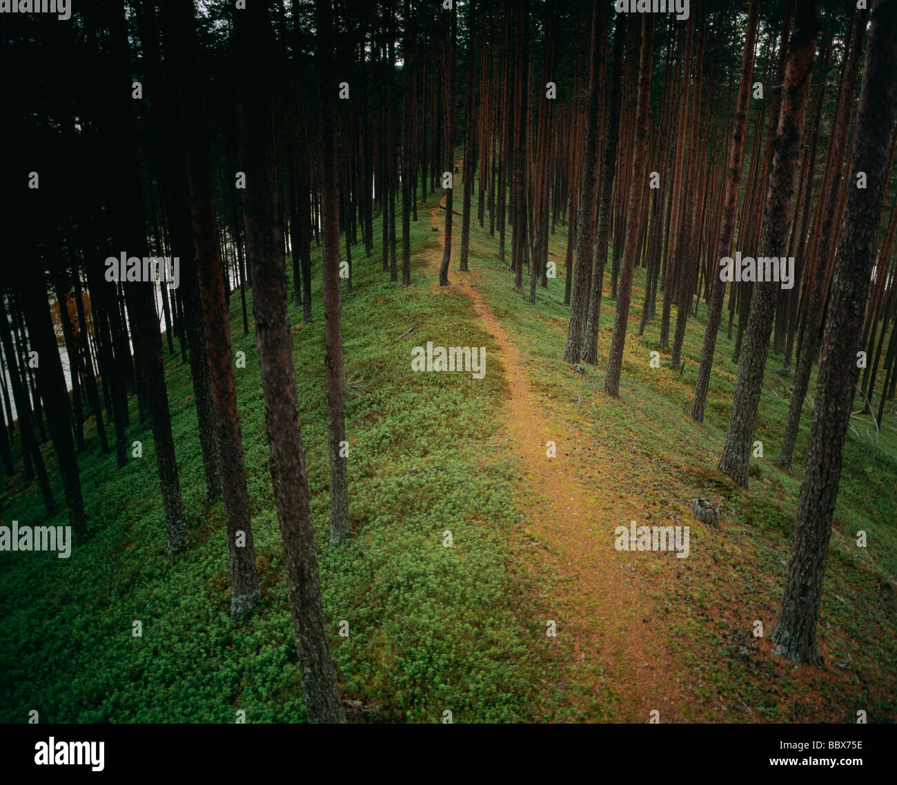 Pathway in forest elevated view Stock Photo - Alamy