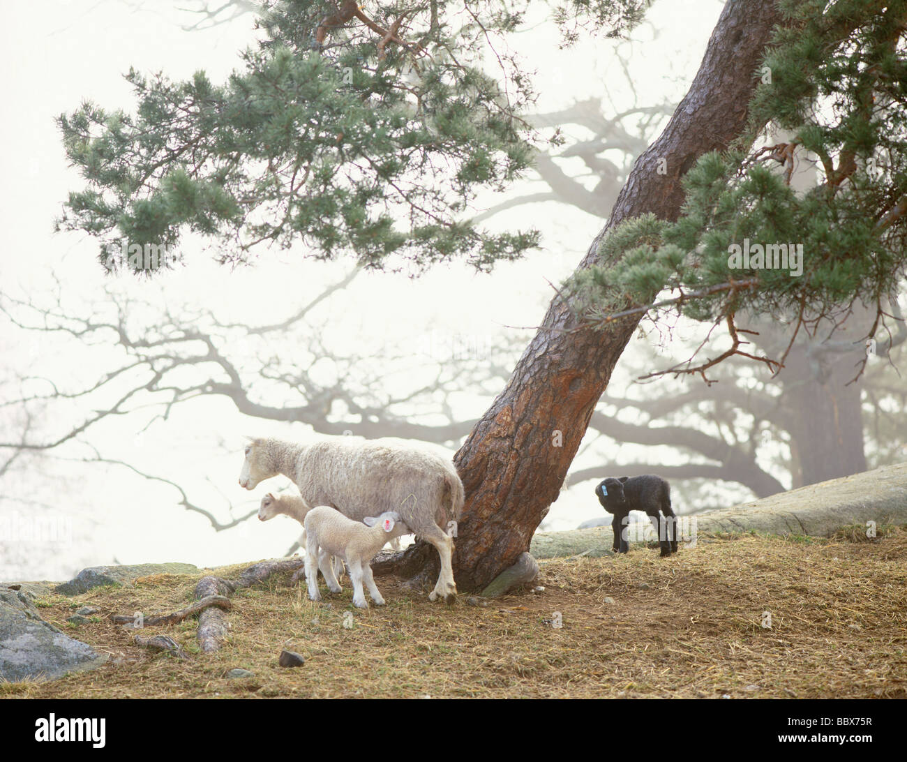 Sheep nursing lamb by tree Stock Photo - Alamy