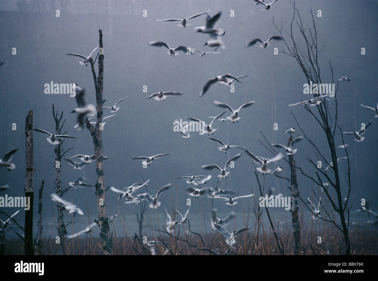 Flock of birds flying in mist Stock Photo - Alamy