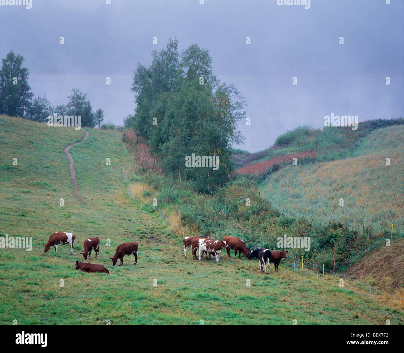 Grassland grazed by cattle cows hi-res stock photography and images - Alamy